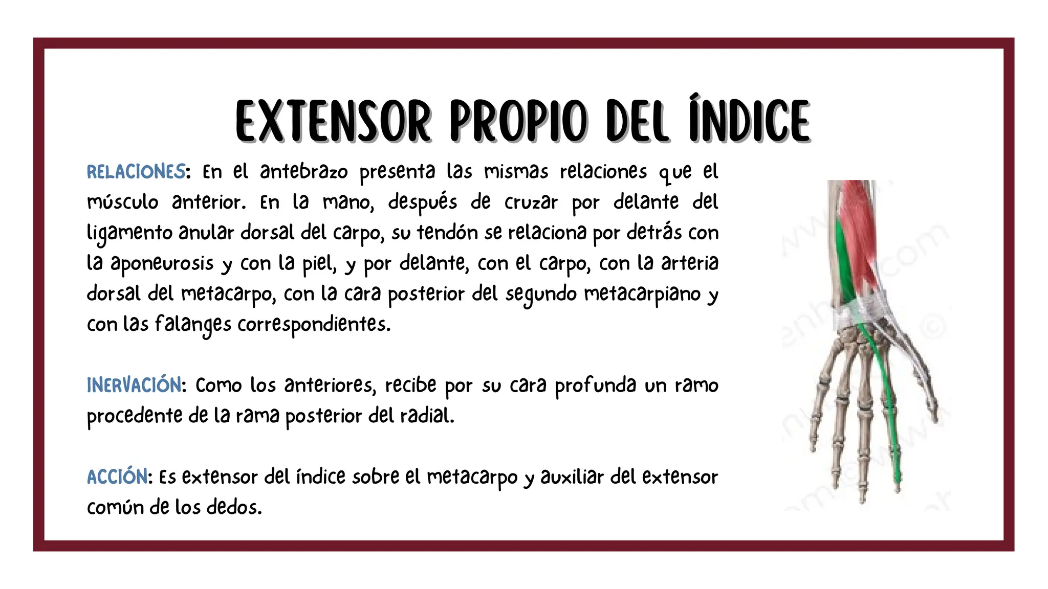 Músculos de la región posterior del antebrazo | PDF