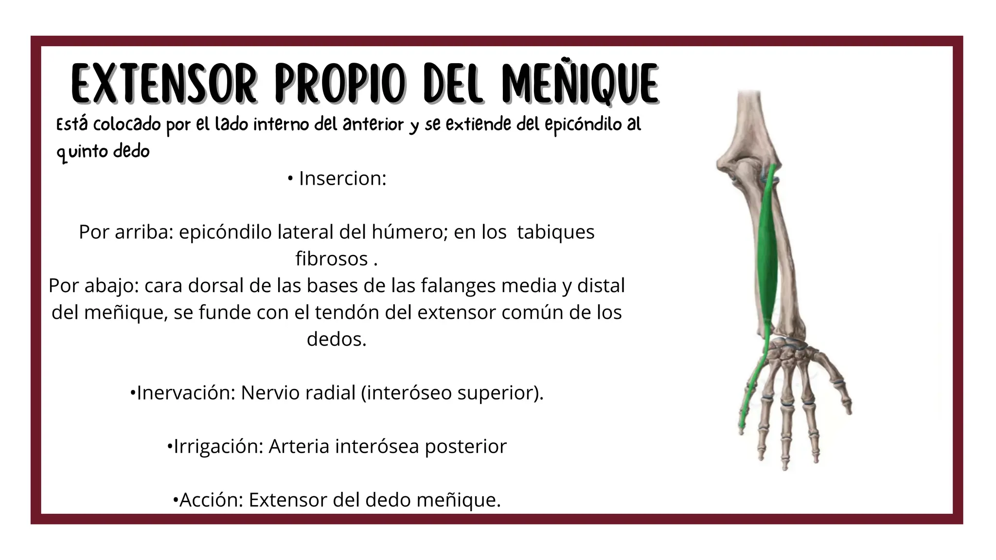 Músculos de la región posterior del antebrazo | PDF