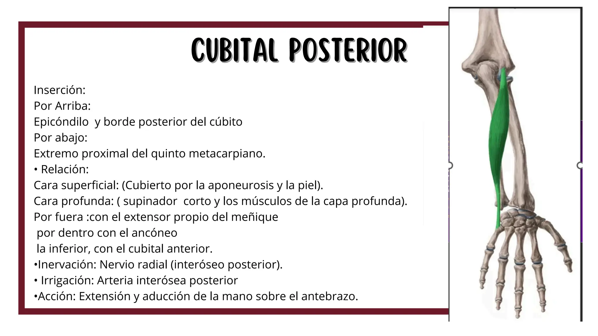 Músculos de la región posterior del antebrazo | PDF