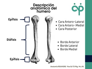MIEMBRO SUPERIOR (anatomía brazo) OPH.pptx_20240401_062603_0000.pdf