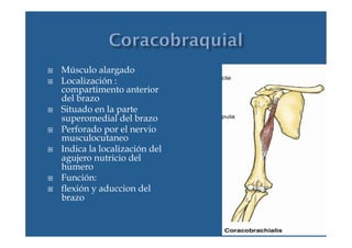 Miembro superior brazo | PDF