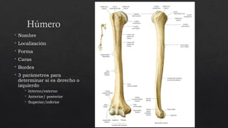 Anatomía Descriptiva de los Huesos del miembro superior | PPTX
