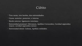 Anatomía Descriptiva de los Huesos del miembro superior | PPTX