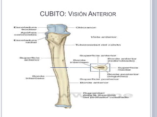 Miembro superior osteologia o Huesos del barzo | PPTX