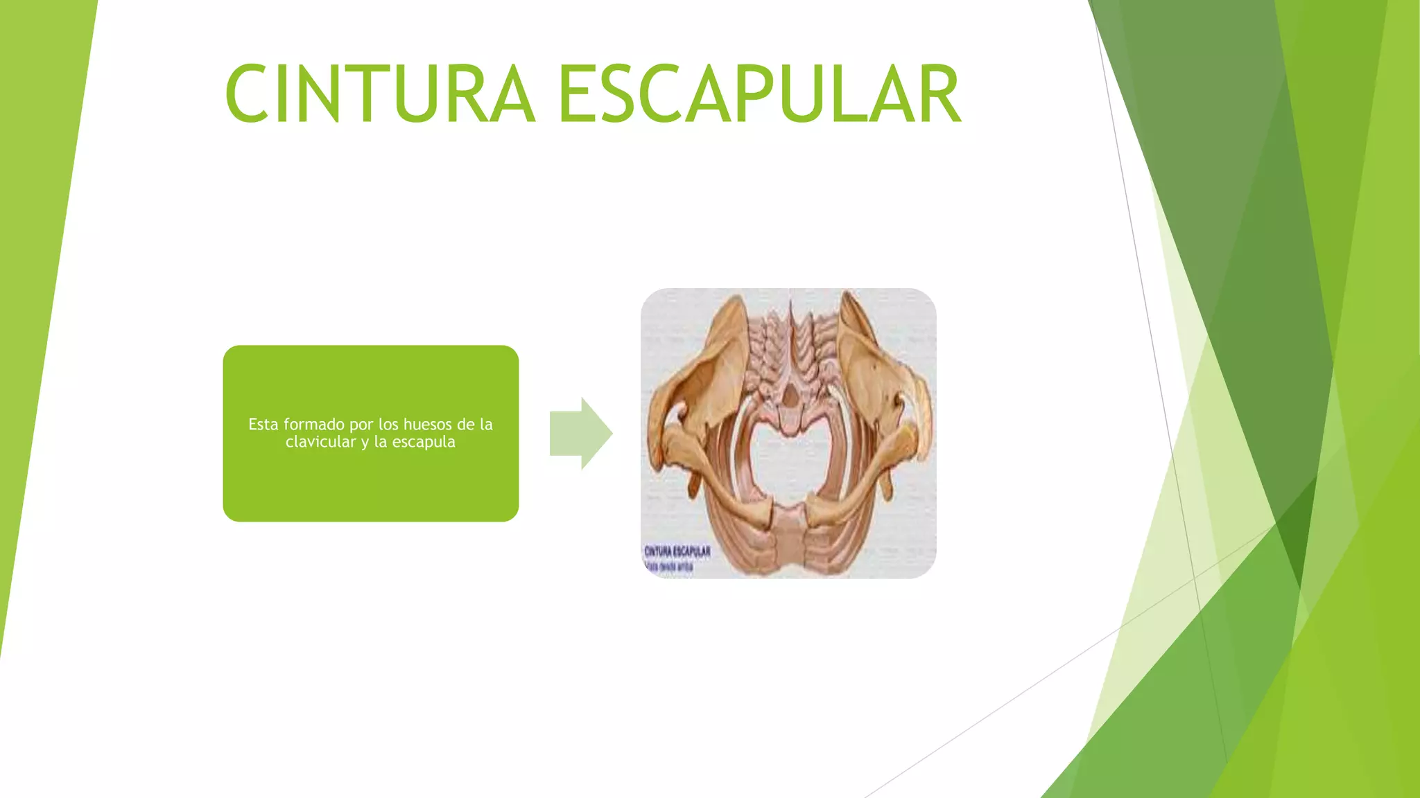 Miembro toracico | PPTX
