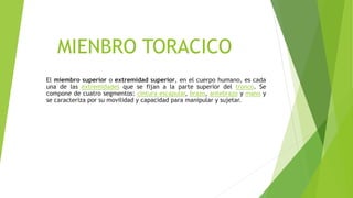 Miembro toracico | PPTX