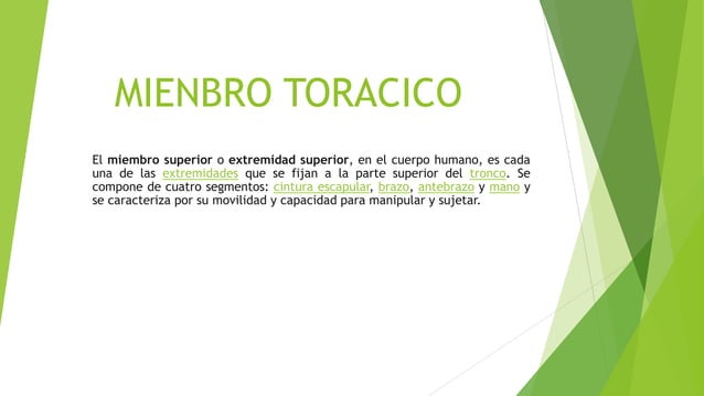 Miembro toracico | PPT