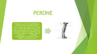 Miembro toracico | PPTX