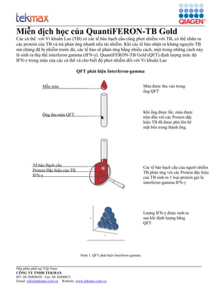 Mien dich hoc cua quanti feron | PDF