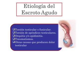 Escrotor Agudo Pediatria | PPT