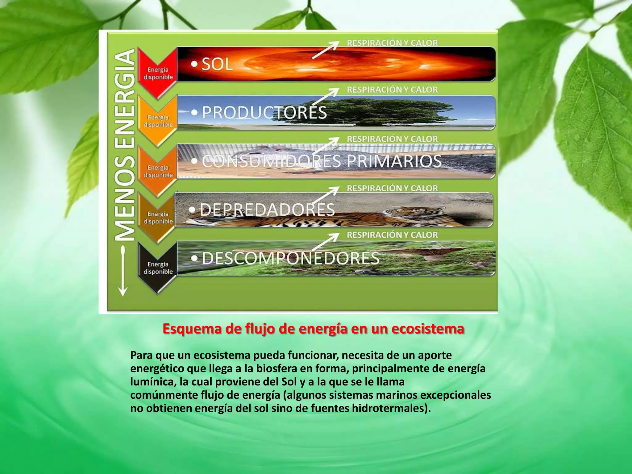 Flujo de Energía en un ecosistema