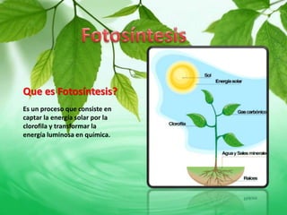 Flujo de Energía en un ecosistema | PPTX