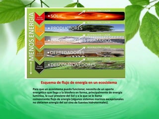 Flujo de Energía en un ecosistema | PPTX