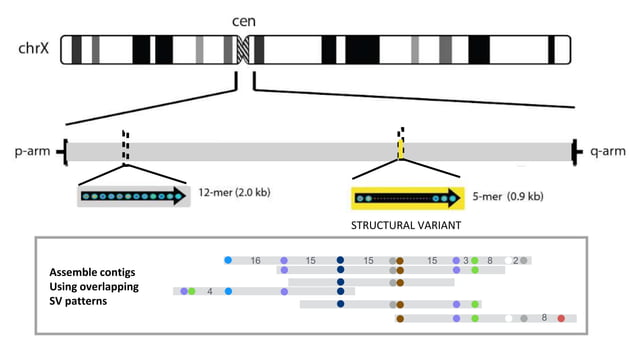 Telomere-to-telomere assembly of a complete human chromosomes | PPTX