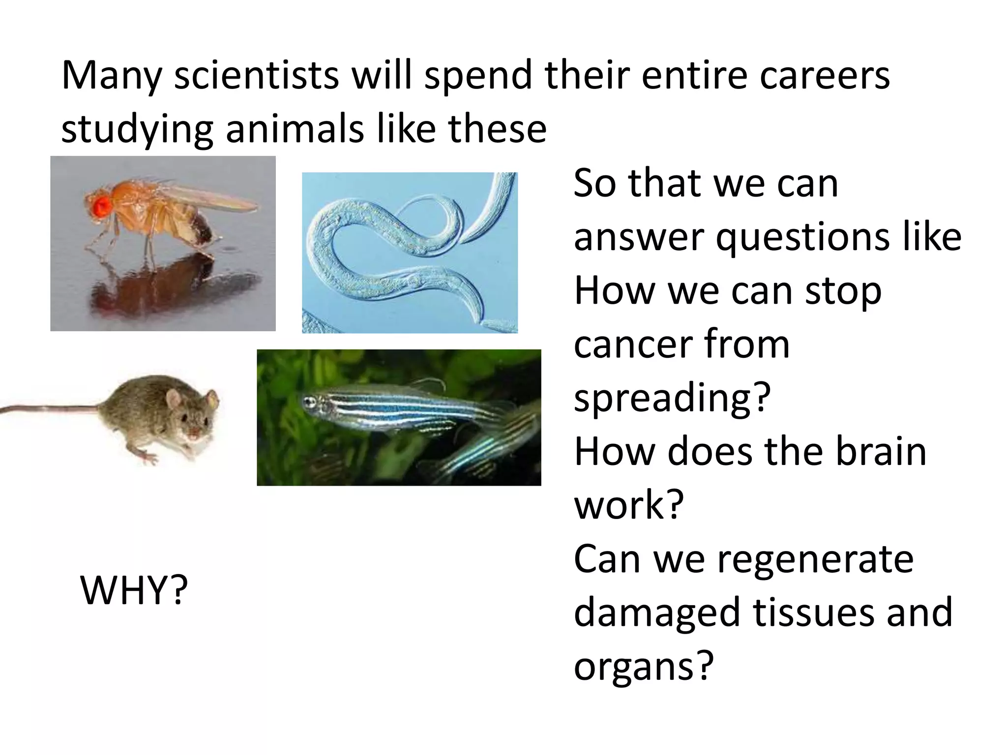 Mightmutantworms intro | PPTX | Biological Sciences | Science