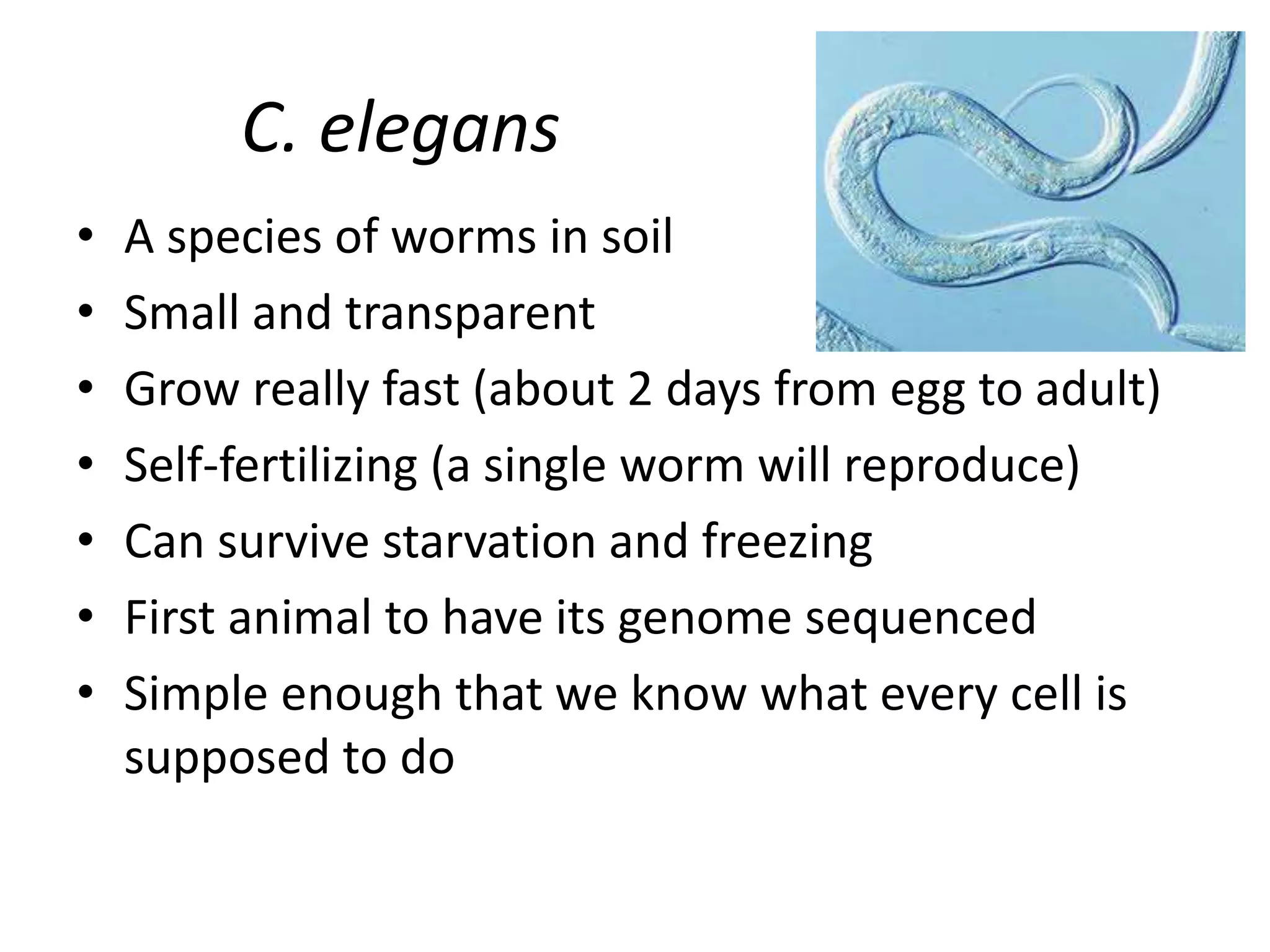 Mightmutantworms intro | PPTX | Biological Sciences | Science