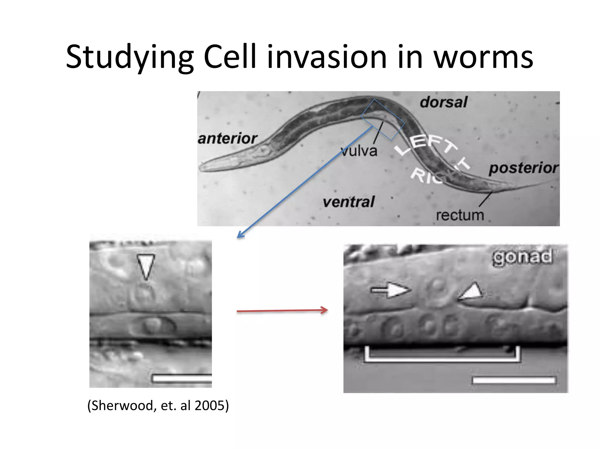 Mightmutantworms intro | PPTX | Biological Sciences | Science