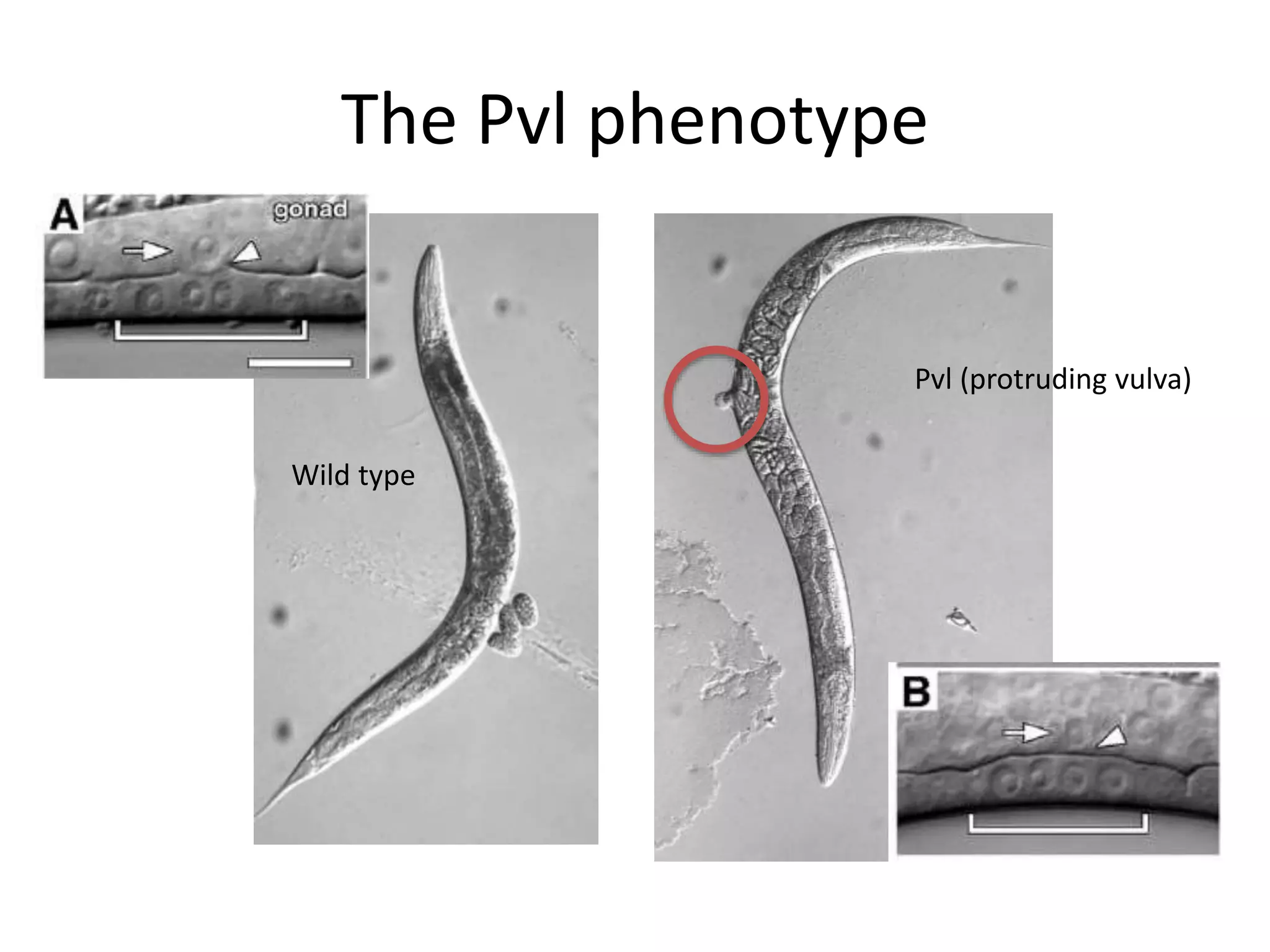 Mightmutantworms intro | PPTX | Biological Sciences | Science