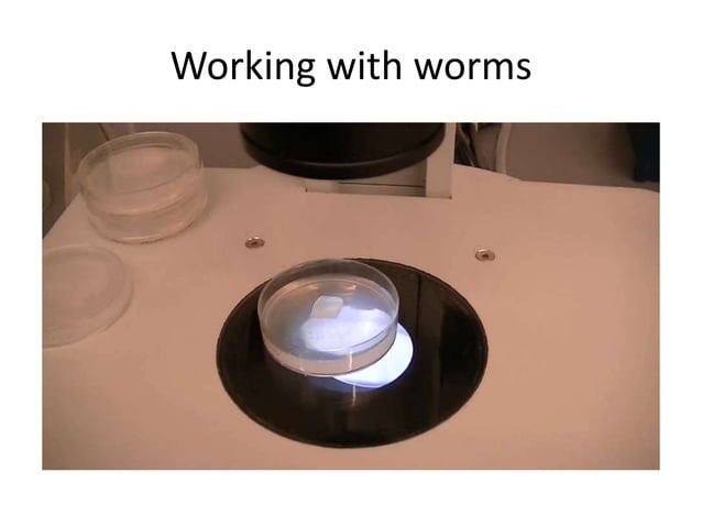 Mightmutantworms intro | PPTX | Biological Sciences | Science