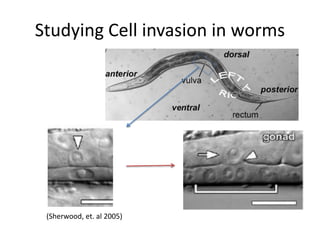 Mightmutantworms intro | PPTX | Biological Sciences | Science