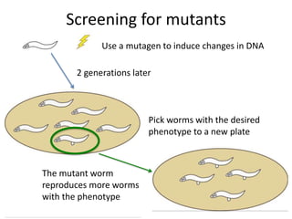 Mightmutantworms intro | PPTX | Biological Sciences | Science