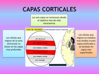 Migración neuroblástica y agregación neuronal por shirley corella | PPTX