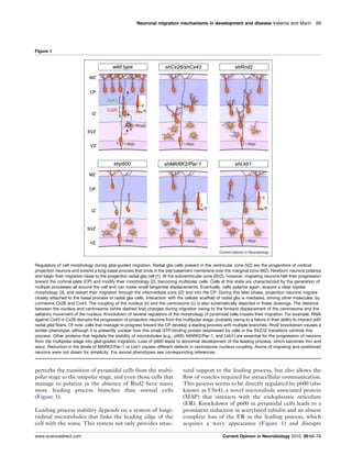 Neurodesarrollo - Migración neuronal | PDF