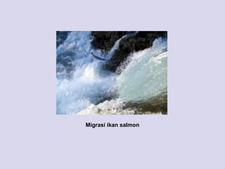 Migrasi-Ikan.ppt