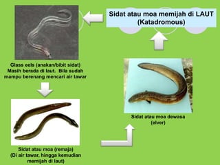 Migrasi-Ikan.ppt