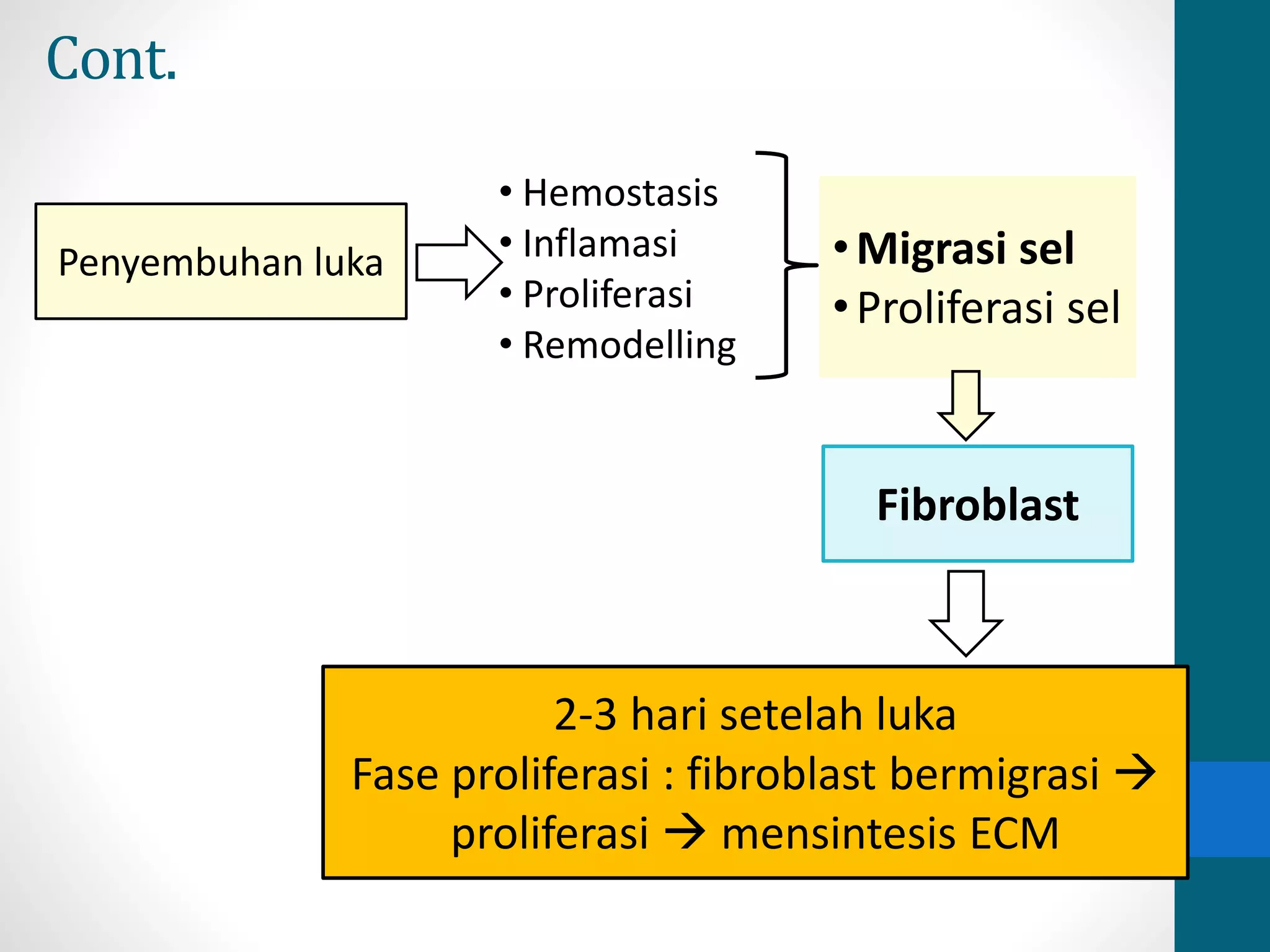 Migrasi Fibroblast.pptx