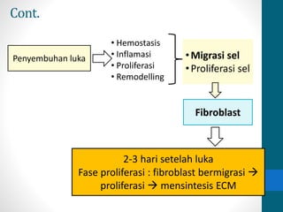 Migrasi Fibroblast.pptx