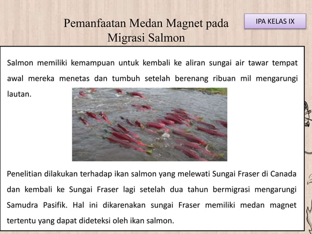 MIGRASI HEWAN DAPAM PROSES MIGRASI PADA POSISI SEMULA | PPT