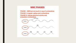 Migrating motor complex | PPTX | Biological Sciences | Science