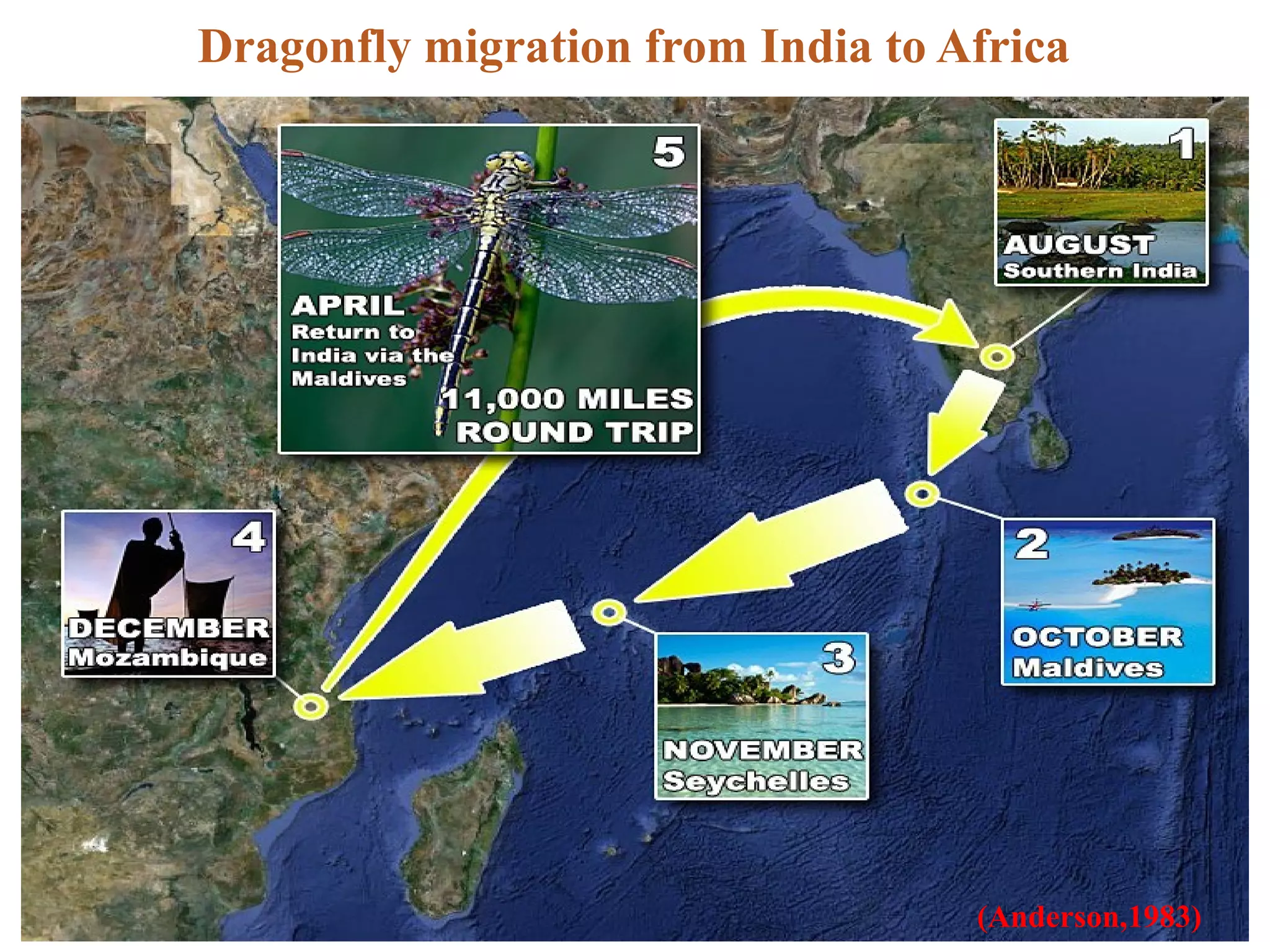 Migration OF INSECTS | PPT