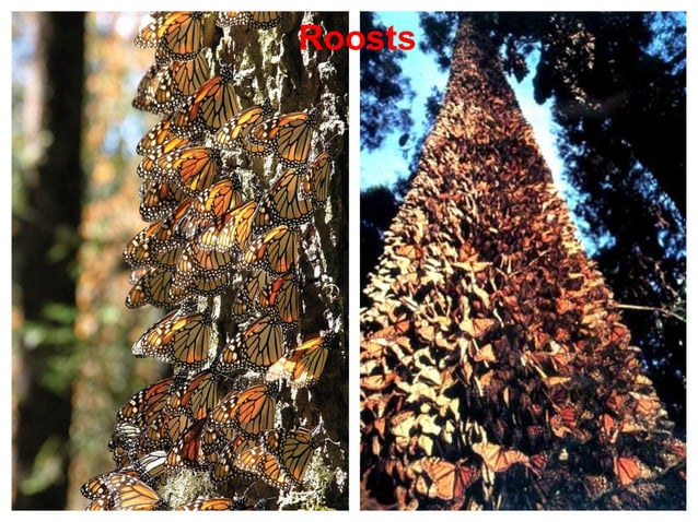 Migration OF INSECTS | PPT | Birdwatching | Hobbies & Interests