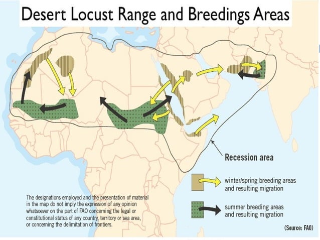 Migration OF INSECTS | PPT | Birdwatching | Hobbies & Interests