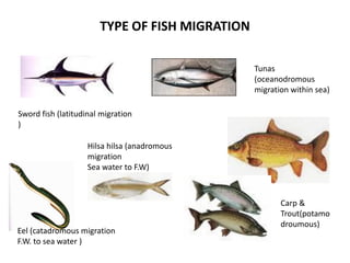 Migration-of-Fishes of fishes migrationa | PDF
