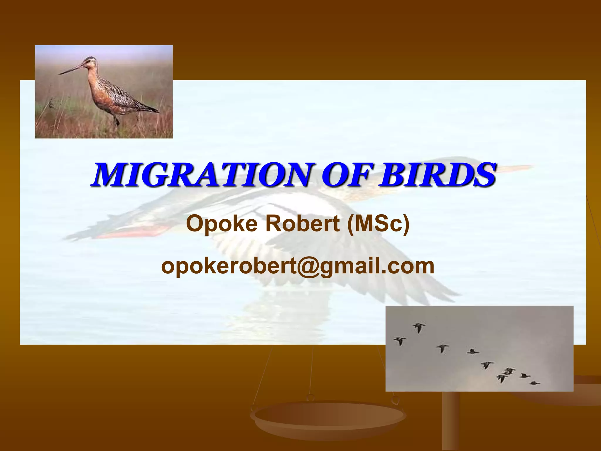 Migration birds ppt.ppt