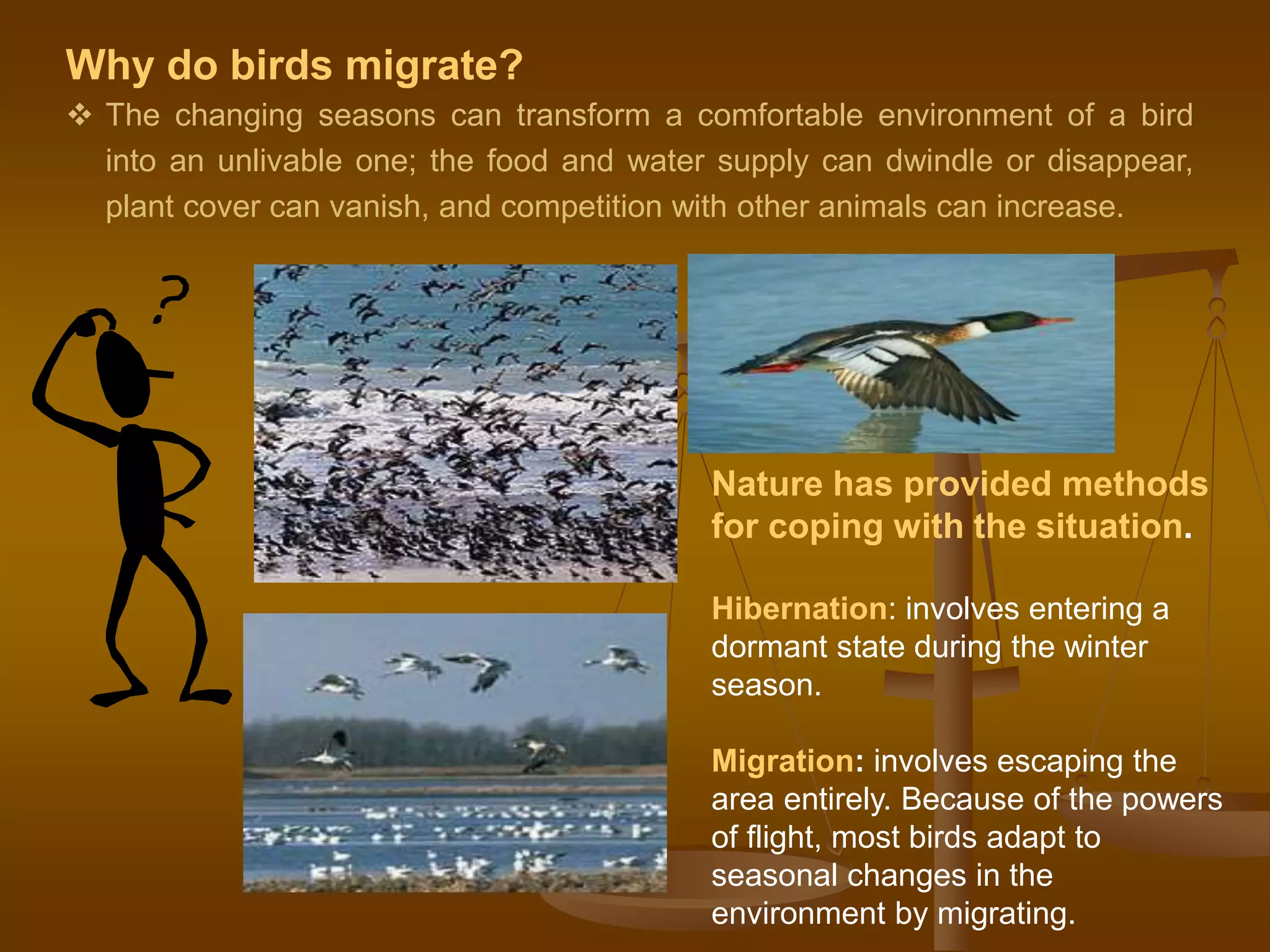 Migration birds ppt.ppt