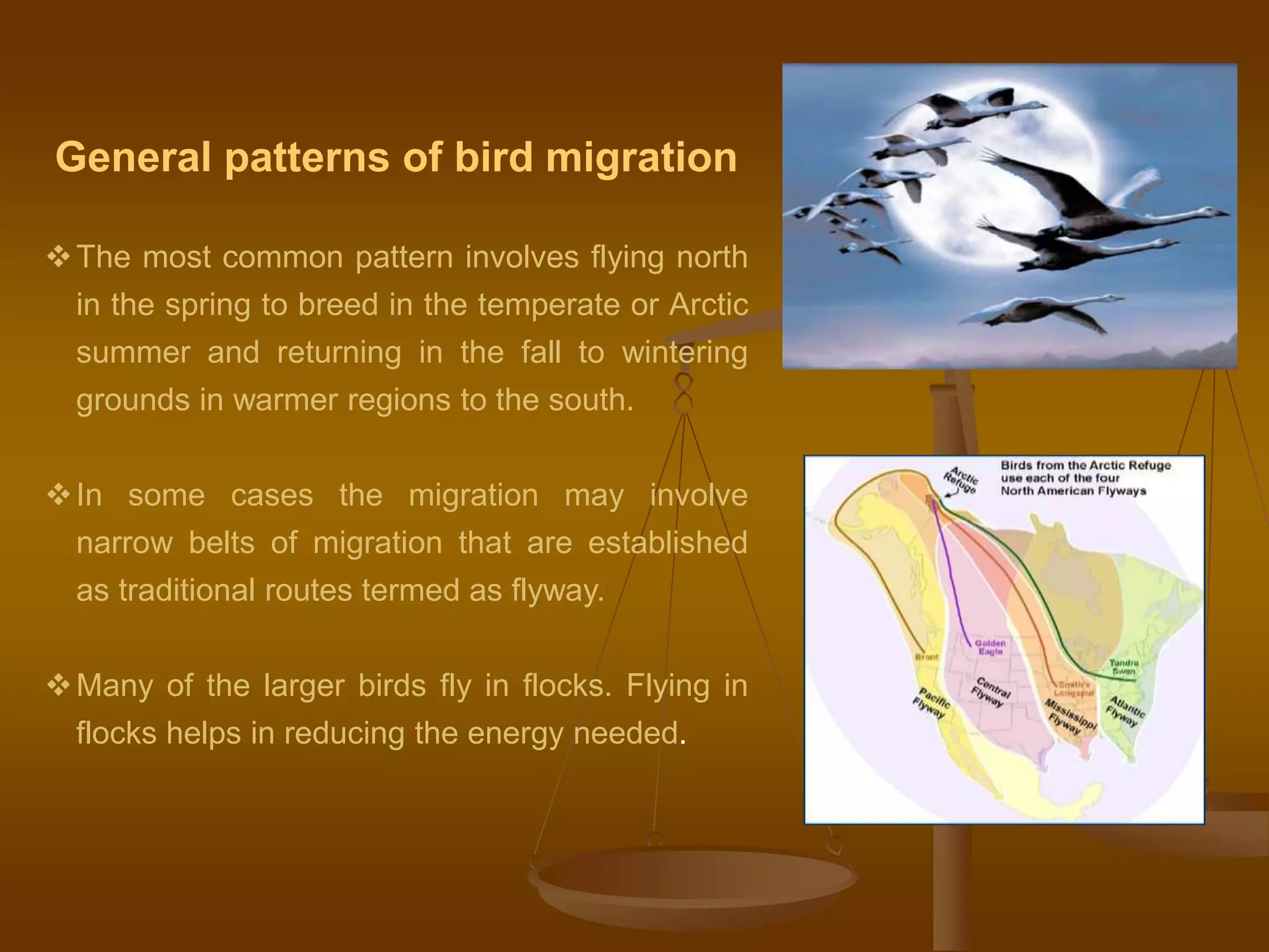 Migration birds ppt.ppt