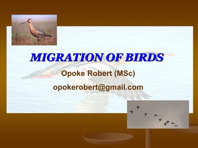 Migration birds ppt.ppt