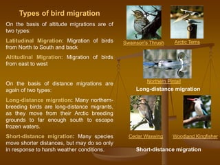 Migration birds ppt.ppt