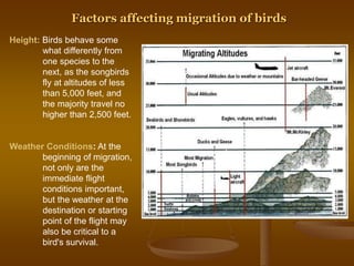 Migration birds ppt.ppt