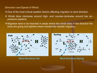 Migration birds ppt.ppt