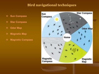 Migration birds ppt.ppt