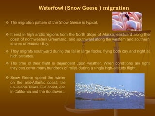 Migration birds ppt.ppt