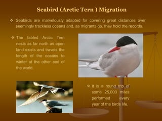Migration birds ppt.ppt