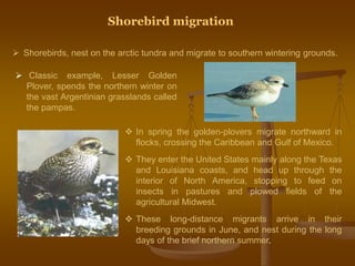 Migration birds ppt.ppt