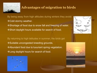 Migration birds ppt.ppt