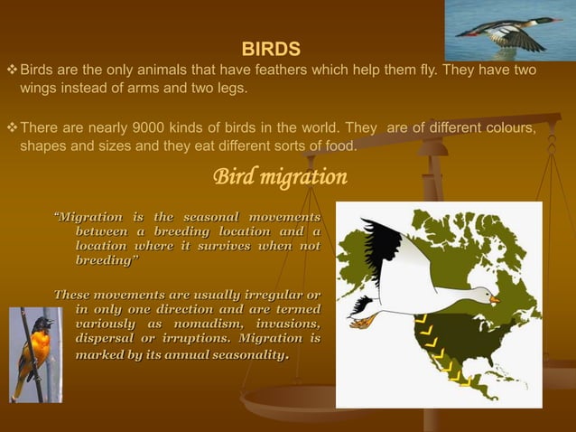 Migration birds ppt.ppt